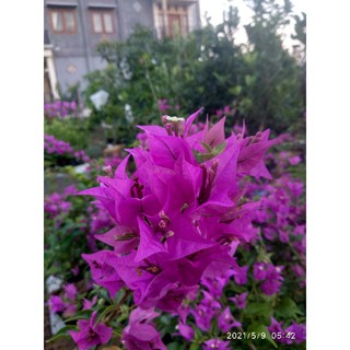 Jual Stek Batang Bougenville Ungu Tumpuk (5batang)/BUGENVIL BUNGA ...