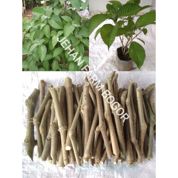 Jual BIBIT STEK TRICHANTERA GIGANTEA / BATANG STEK TRICHANTERA GIGANTEA ...