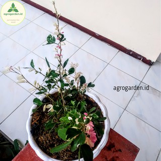 Jual Tanaman Hias Asam Belanda - Asem Kranji - Katu Varigata | Shopee ...