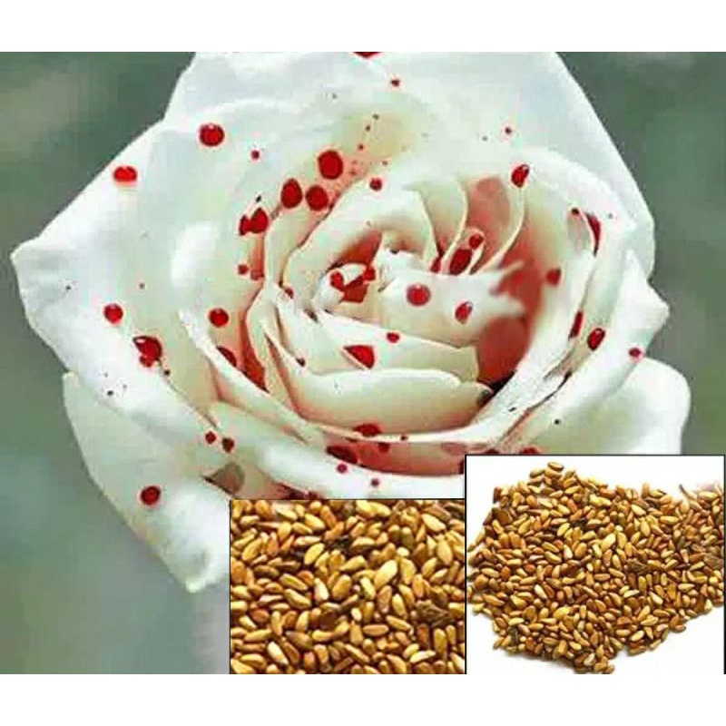 Jual Benih/Biji Mawar rambat Putih Import | Shopee Indonesia