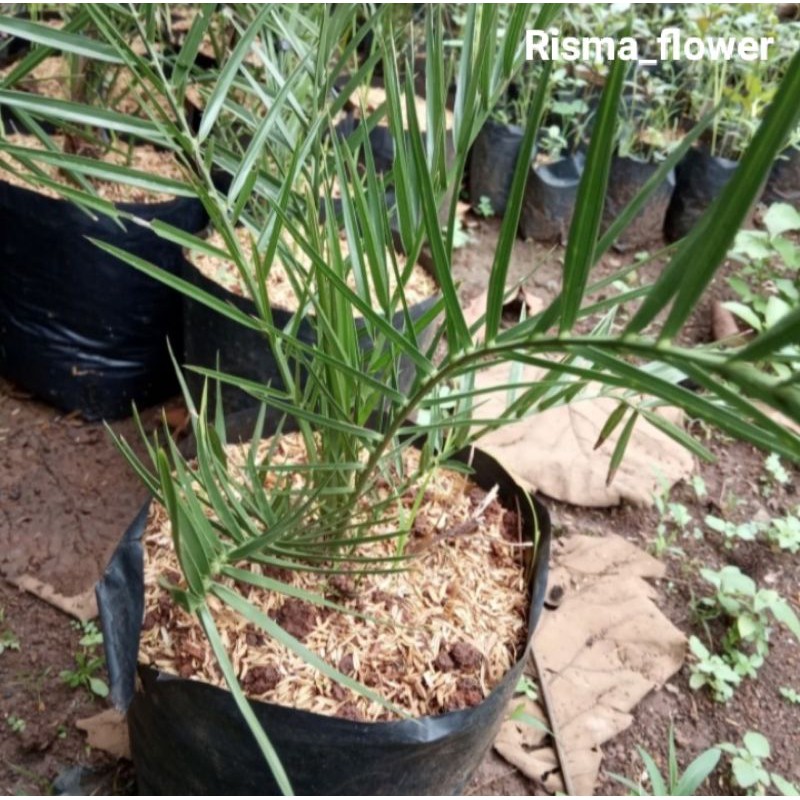 Jual POHON PALEM KENARI - TANAMAN HIAS - PALEM KENARI | Shopee Indonesia
