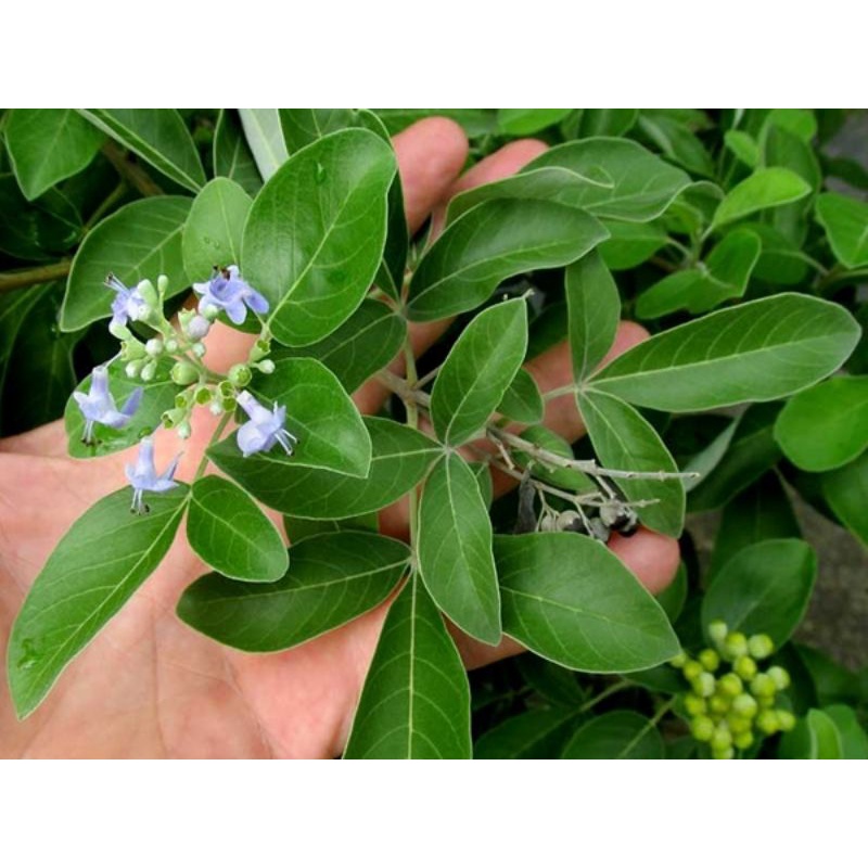 Jual Legundi | SUPER MURAH , tumbuhan herbal siap tanam | Shopee Indonesia