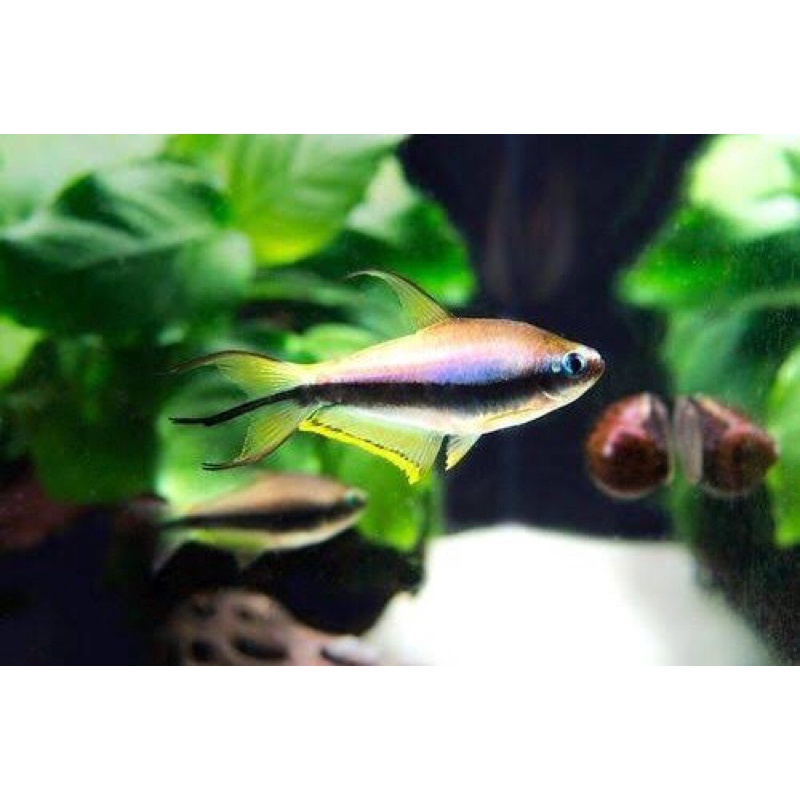 Jual Palmeri Tetra Aquascape / Palmeri Emperor Tetra | Shopee Indonesia