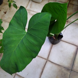 Jual Talas Hutan Beneng Tanaman Hias Langka Daun Tales sente Alokasia ...