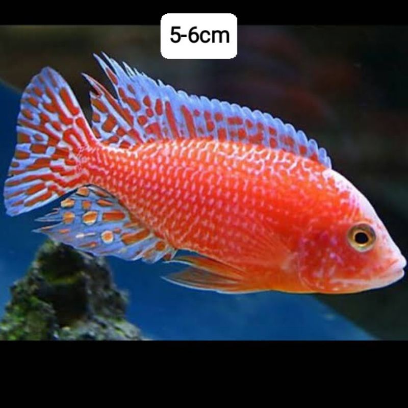 Jual cichlid dragon blood 5-6cm | Shopee Indonesia