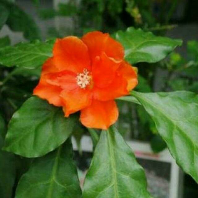 Simak! 29+ Tanaman Bunga Jarum Tujuh Bilah yang Wajib Disimak ...