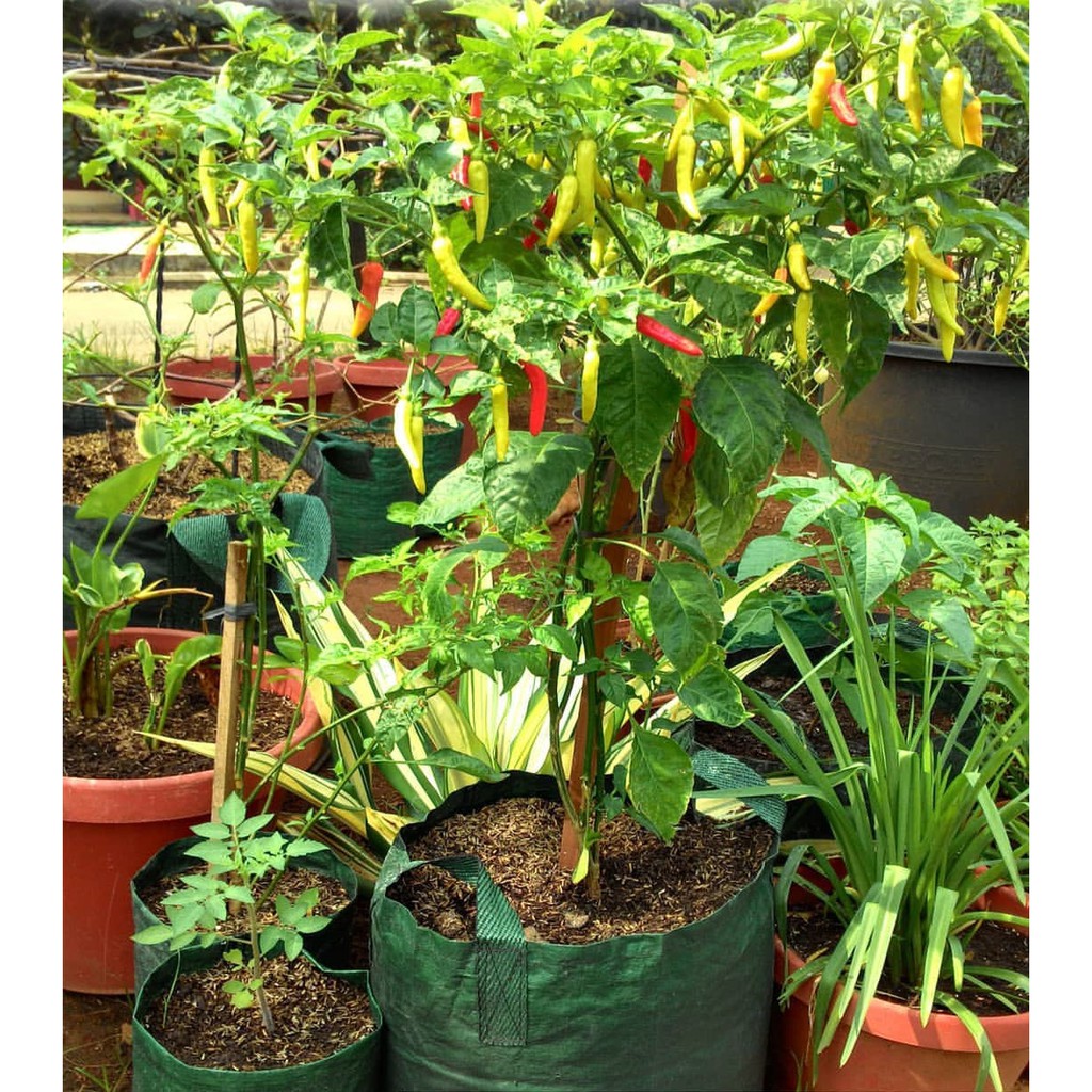 Jual Planter Bag 15 Liter Easy Grow Pot Tanaman Cabe Tomat Polybag ...