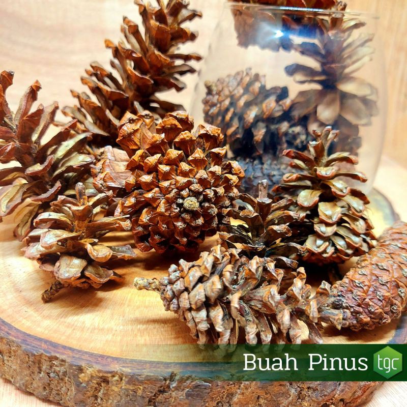 Jual Buah Pinus Kering / Bunga Pinus / Rustic / Photo Props | Shopee ...