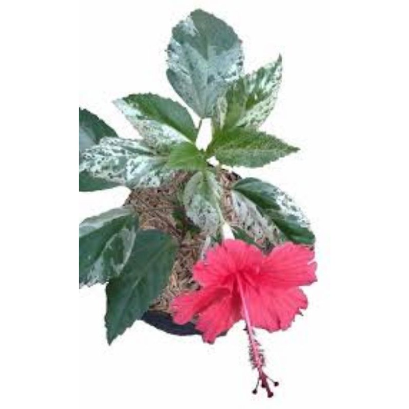 Jual Tanaman Hias Bunga Sepatu Variegata - Tanaman Kembang Sepatu ...