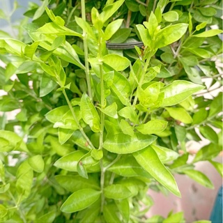 Jual Daun Henna/Daun Inai/Daun Pacar Kuku Segar (100 Gram) | Shopee ...