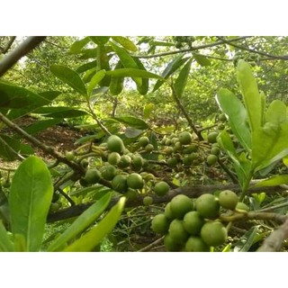 Jual Bibit Tanaman Kayu Jenitri - Pohon Genitri Super # Murah | Shopee ...