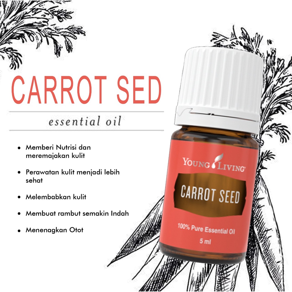 Jual MINYAK ESSENTIAL CARROT SED 5 ML /YOUNG LIVING/Pure /Minyak/Obat ...