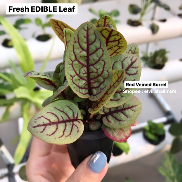 EDIBLE LEAF Red Veined Sorrel Daun Fresh Segar Plating Garnish Salad ...