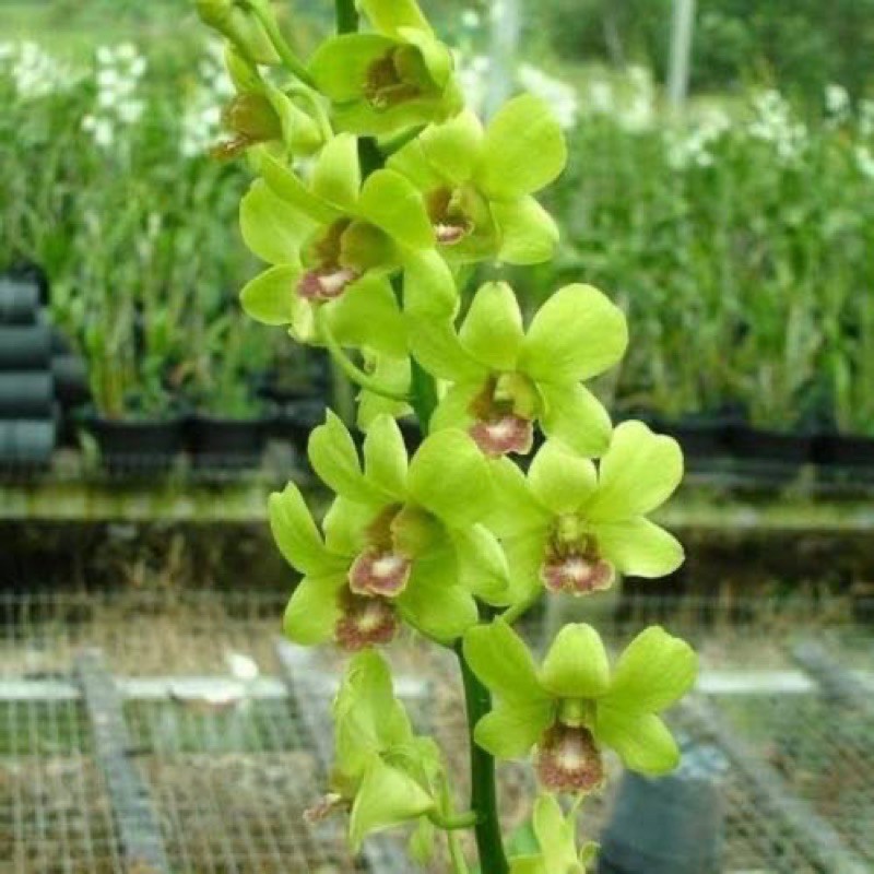 Jual Anggrek Dendrobium Pure Green Star | Shopee Indonesia
