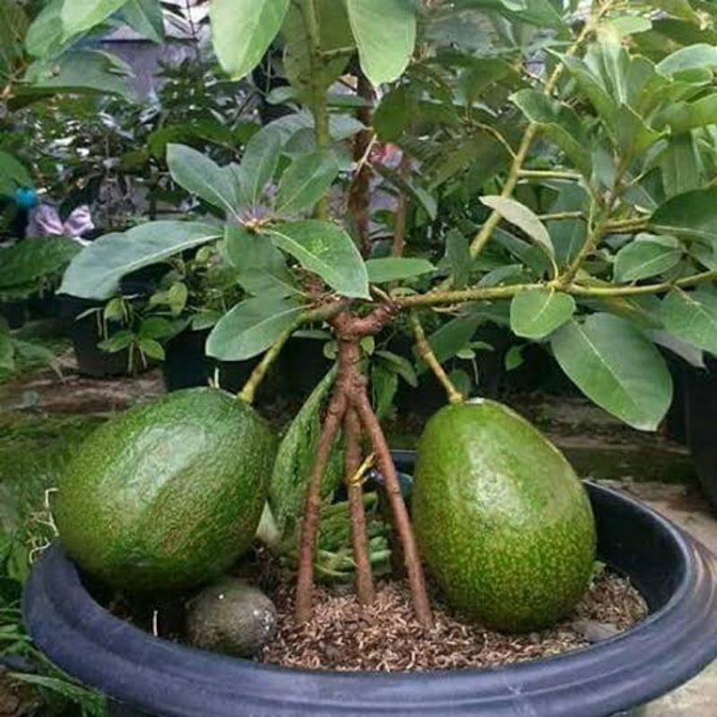 Jual Bibit Alpukat Markus/ Alpukat Kendil Jumbo Sambung Pucuk Dari ...