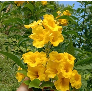 Jual PROMO!!! Tanaman Hias Bunga Tekomaria | Tanaman Hias Tecoma ...