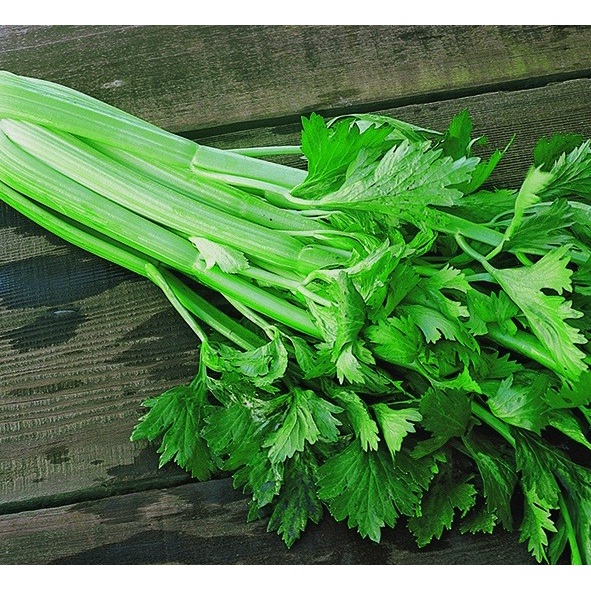 Jual Benih / Biji Tanaman Seledri Besar / Seledri Tall Utah / Daun Sop ...