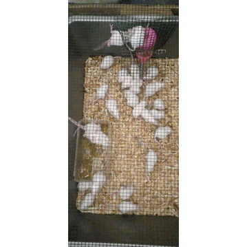 Jual Mencit pakan reptil | Shopee Indonesia