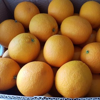 Jual Buah Jeruk Sunkist Valencia Egypt kemasan kardus | Shopee Indonesia
