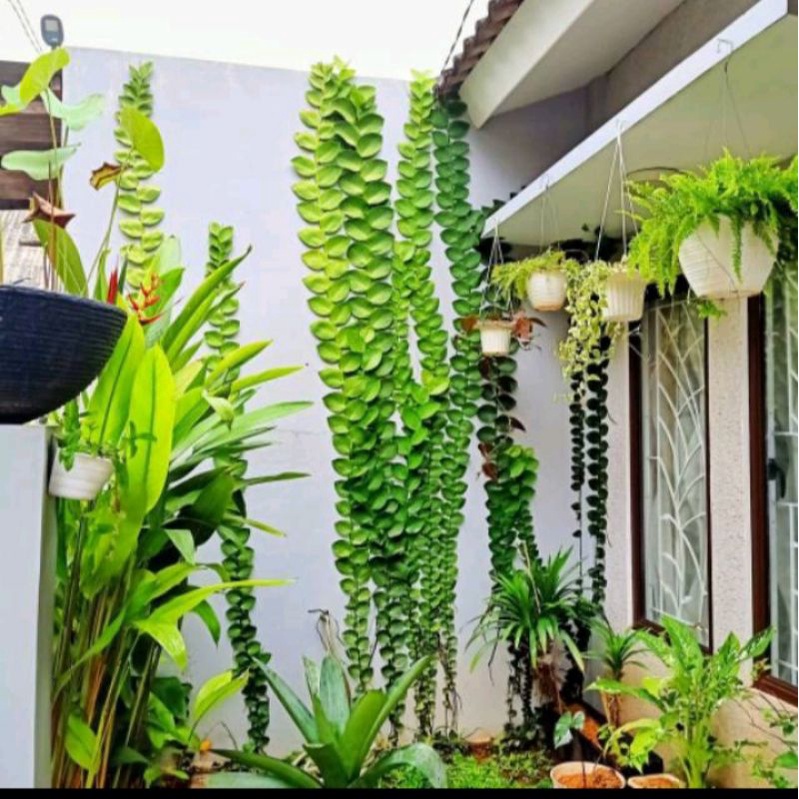 Jual Tanaman Dolar Daun Besar | Shopee Indonesia