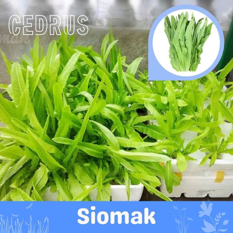 Jual Benih SIOMAK (isi 20) - Bibit Biji Sayur Selada Wangi | Shopee ...