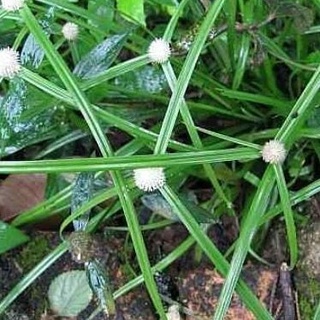 Jual rumput jukut pendul kemasan 100gram | Shopee Indonesia