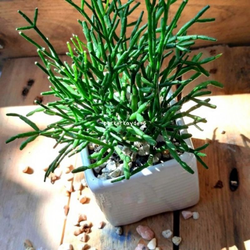 Jual Tanaman Hias Tanaman Obat Ranting Patah Tulang Kayu Urip Tikel ...
