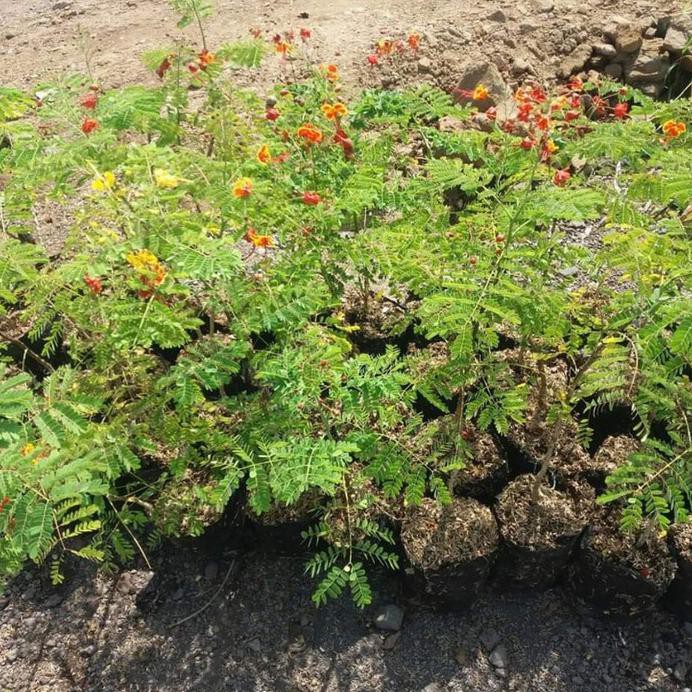 Jual 5 Bibit Bunga Kembang Merak Merah $_$ | Shopee Indonesia