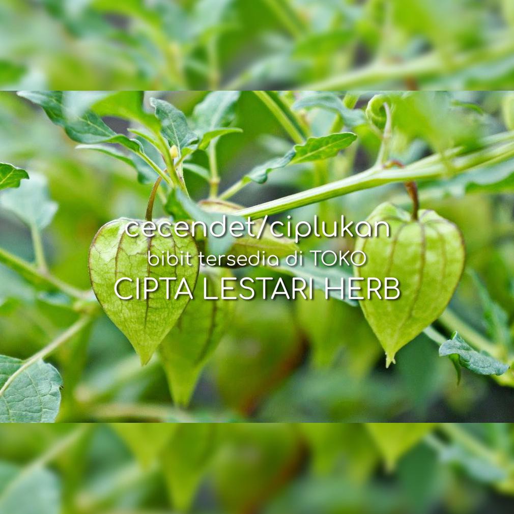 Jual Pak0Y Bibit Buah Ciplukan Tanaman Buah Cecendet Tanaman Ciplukan ...