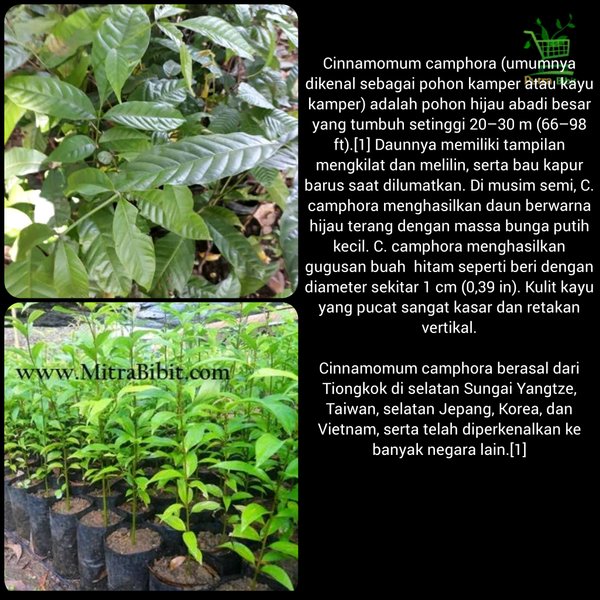 Jual Bibit Pohon Kayu Kamper 70 cm - Tanaman Beringin Cinnamomum ...