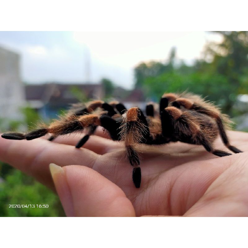 Jual Tarantula smithi (mexican red knee) | Shopee Indonesia