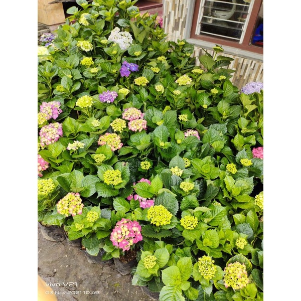 Jual tanaman hertonsia/pancawarna/bunga desa | Shopee Indonesia
