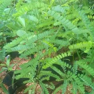 Jual Pohon saga atau obat herbal tanaman saga tanaman herbal pohon saga ...