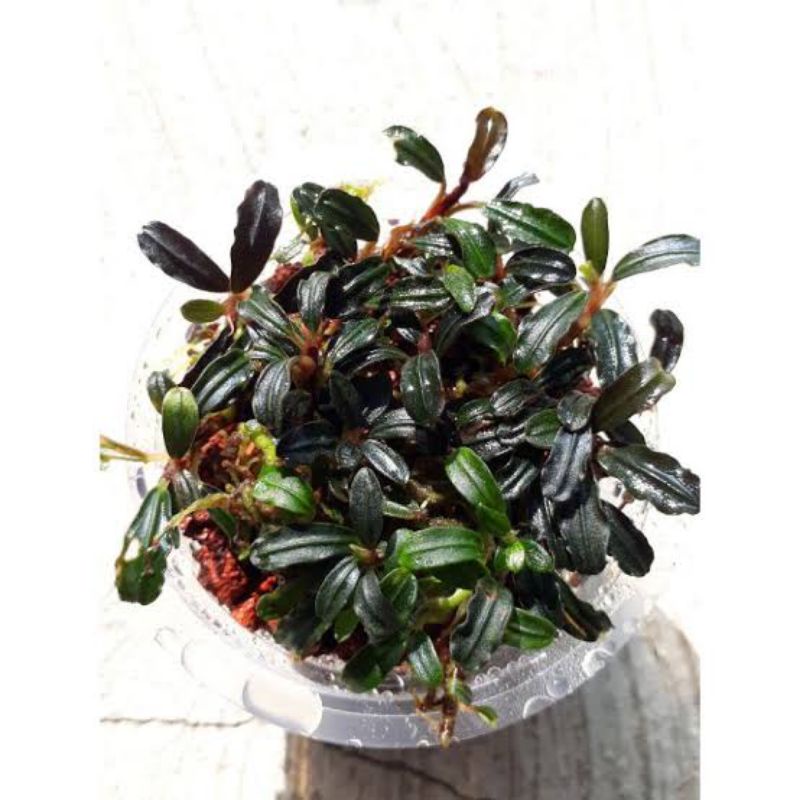 Jual Bucephalandra Supermini Phantom Porsi Cup (Tanaman Aquascape ...