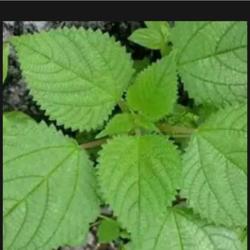 Jual JUAL DAUN jelatang pulus per 300g | Shopee Indonesia