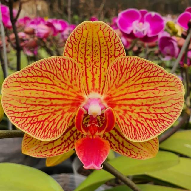 Ini Dia! Gambar Bunga Anggrek Merah Hati yang Lagi Viral - Informasi ...