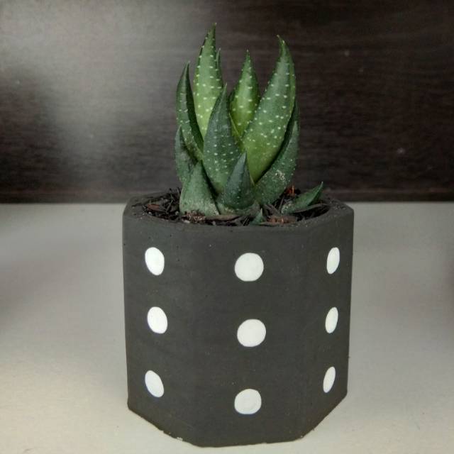 Harga Succulent.unik Terbaru April 2024 |BigGo Indonesia