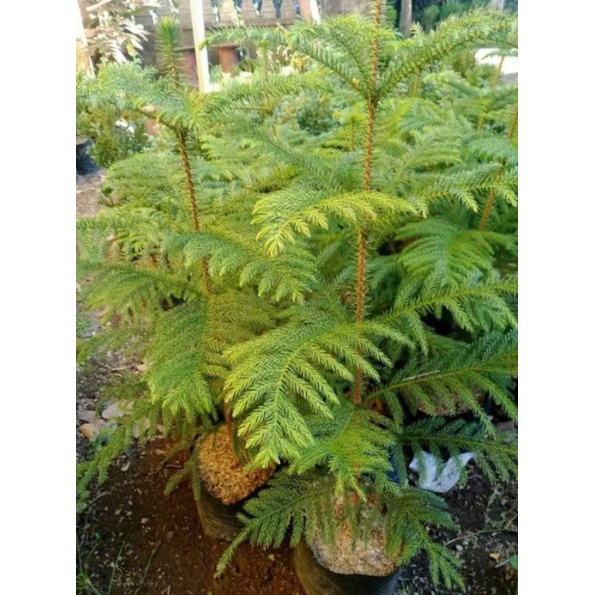 Jual Paket 5 Cemara Norfolk/Cemara Pentris | Shopee Indonesia