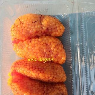 Jual telur ikan Sembilang segar harian 1kg - Kuning, Tawar - BARU ...