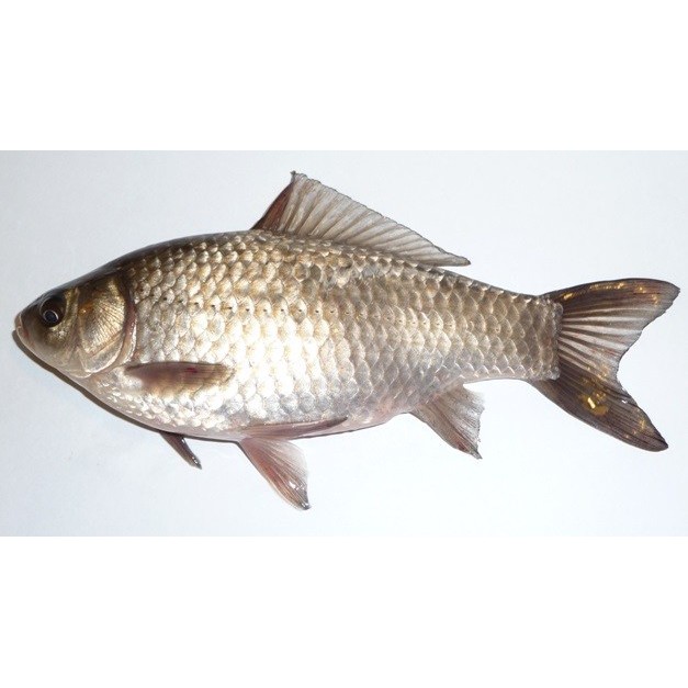 Jual Ikan - Nilem uk.Besar per kg | Shopee Indonesia Jual Ikan - Nilem uk.Besar per kg | Shopee Indonesia