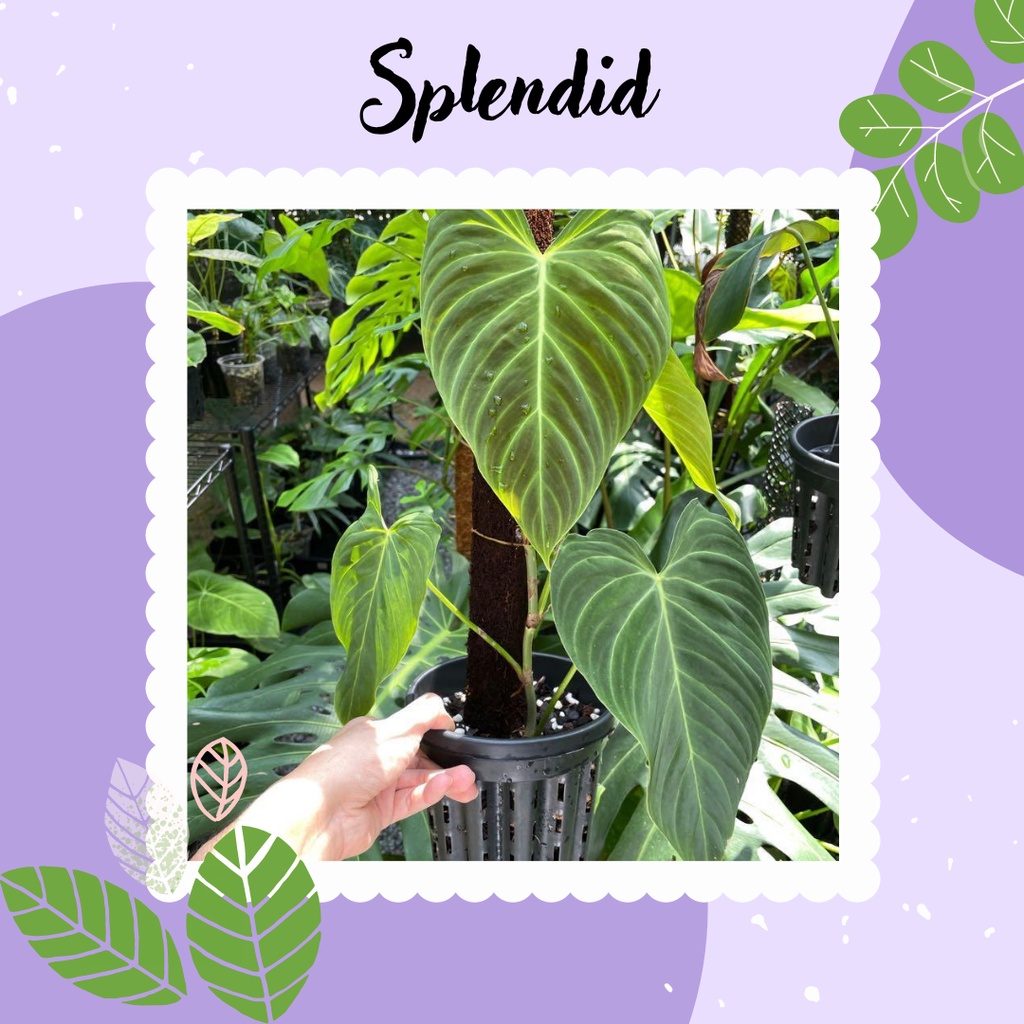 Jual Tanaman Hias Philodendron Splendid Daun Hijau Segar Cantik ...