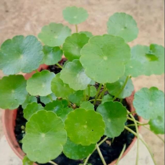 Wajib Tahu! Gambar Tanaman Antanan Super Keren - Informasi Seputar ...