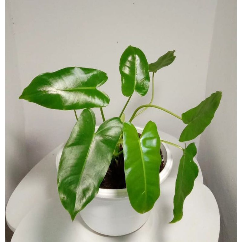 Jual philo burle marx | Shopee Indonesia