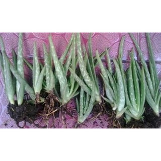 Jual PELEPAH LIDAH BUAYA, BIBIT / TUNAS LIDAH BUAYA, POHON LIDAH BUAYA ...