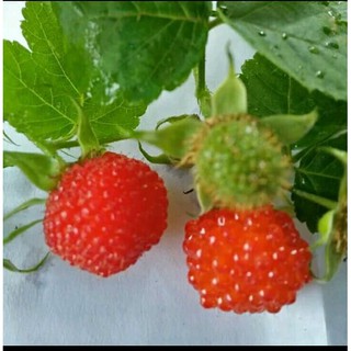 Jual Bibit Buah Raspberry Lokal - Pohon Raspberry Lokal Siap Berbuah ...