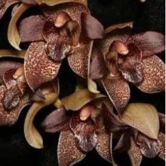 Jual ANGGREK GRAMMA STAFELI RIMBUN | Shopee Indonesia