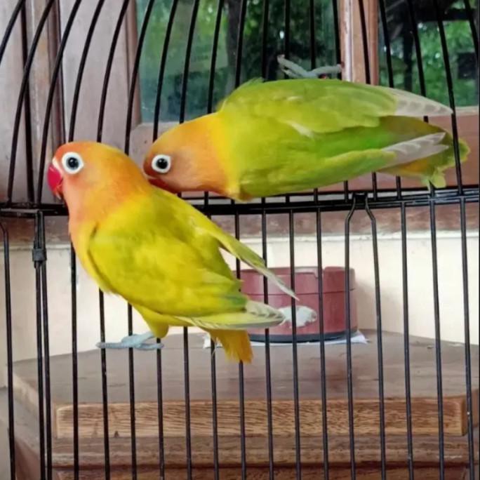 Lovebird Pastel Hijau