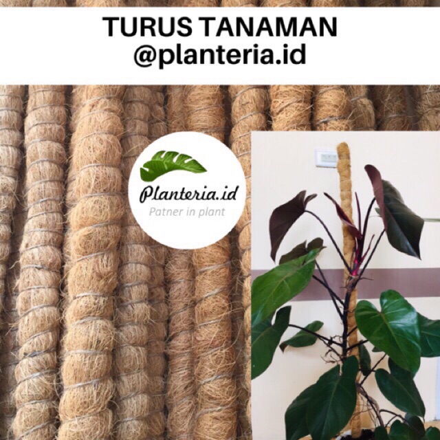 Jual Turus Rambatan 200 cm untuk tanaman rambat | Shopee Indonesia