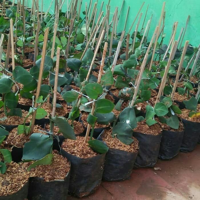 Jual Pohon dolar daun besar tanaman rambat | Shopee Indonesia
