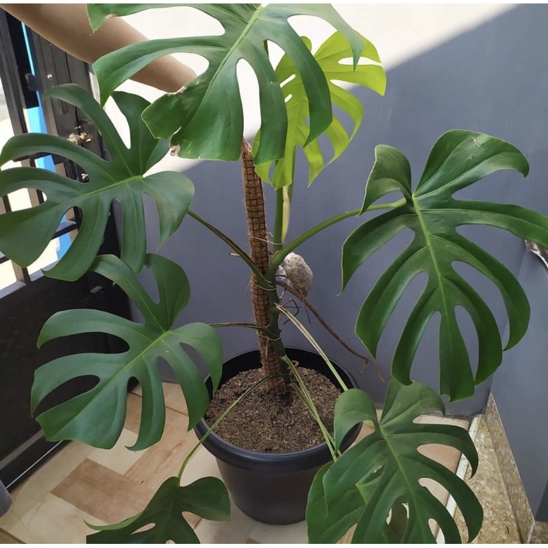 Bonggol monstera deliciosa-monstera-tanaman hidup-bunga hidup murah ...